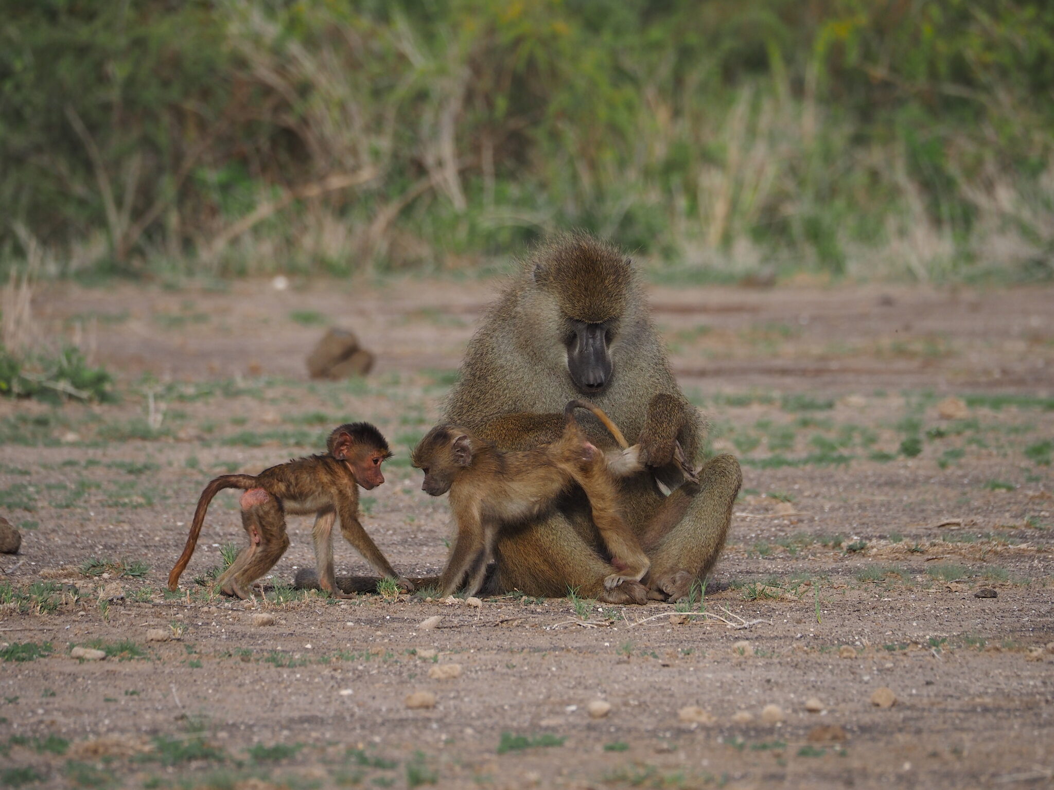 Carolina Science Cafe | Primate Survival - Morehead Planetarium and Science Center